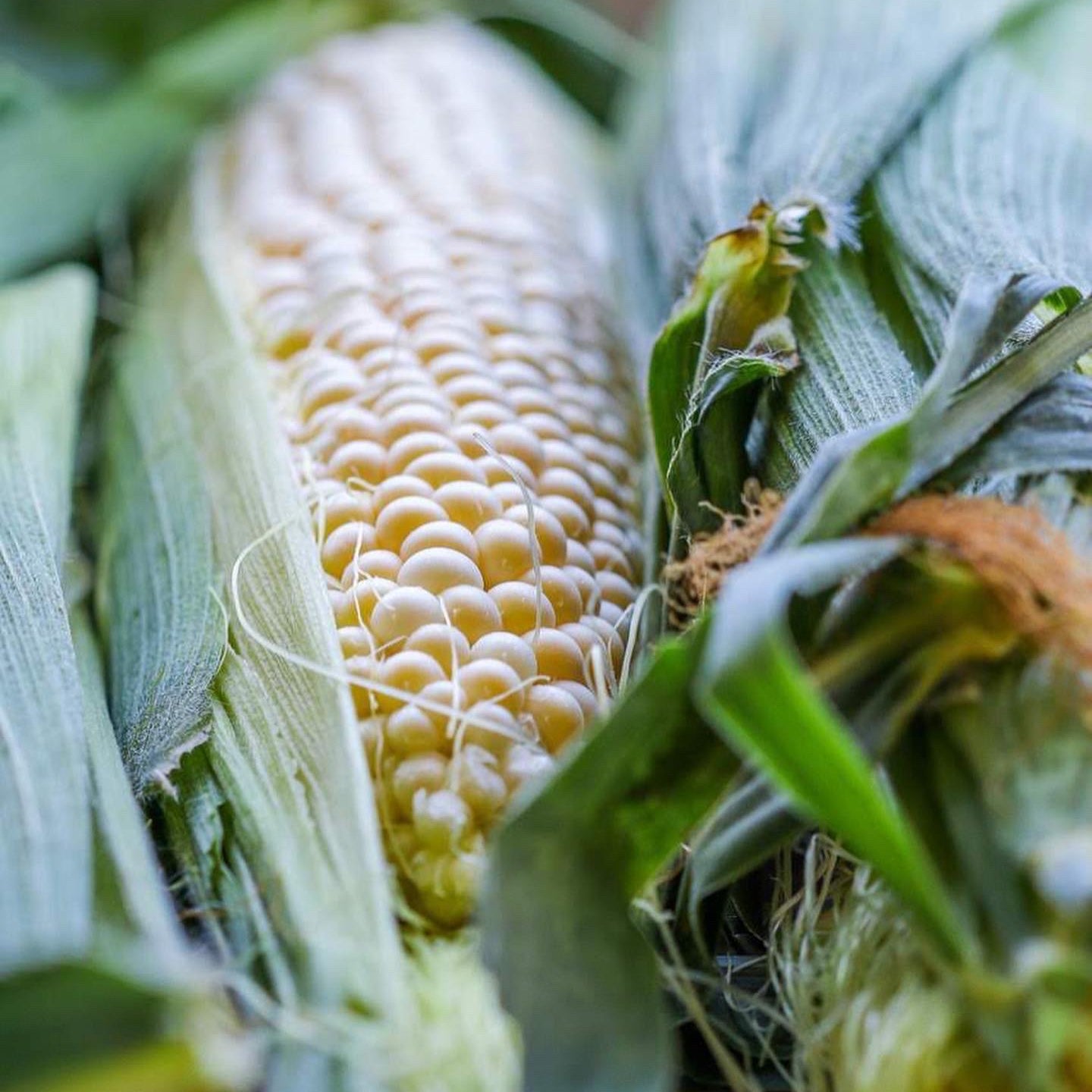 Krause Berry Farms & Estate Winery– Krause Farms Ltd