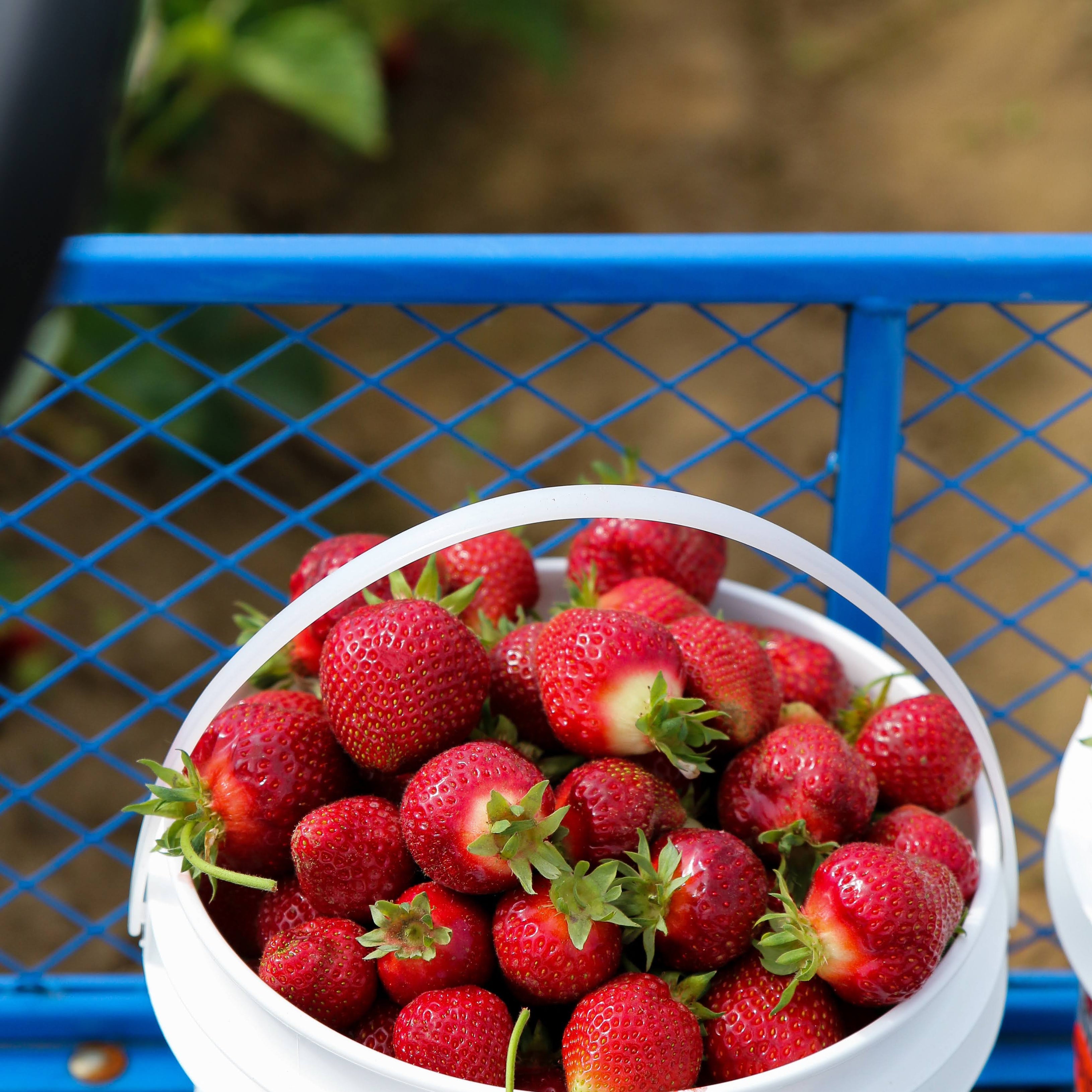 Krause Berry Farms & Estate Winery– Krause Farms Ltd