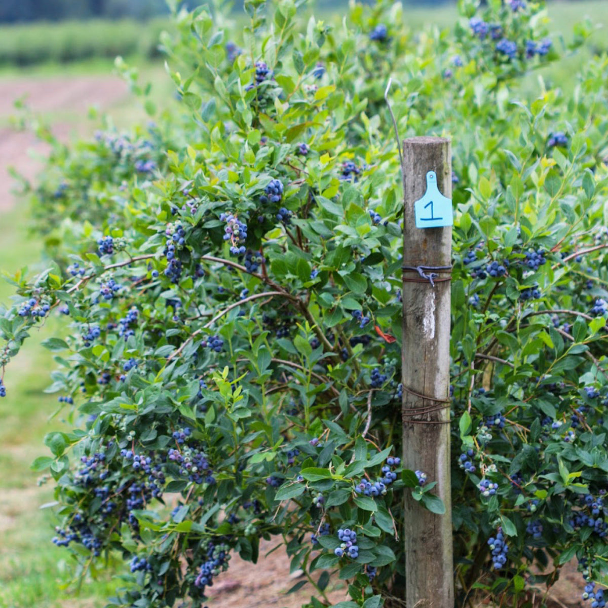 Krause Berry Farms & Estate Winery– Krause Farms Ltd