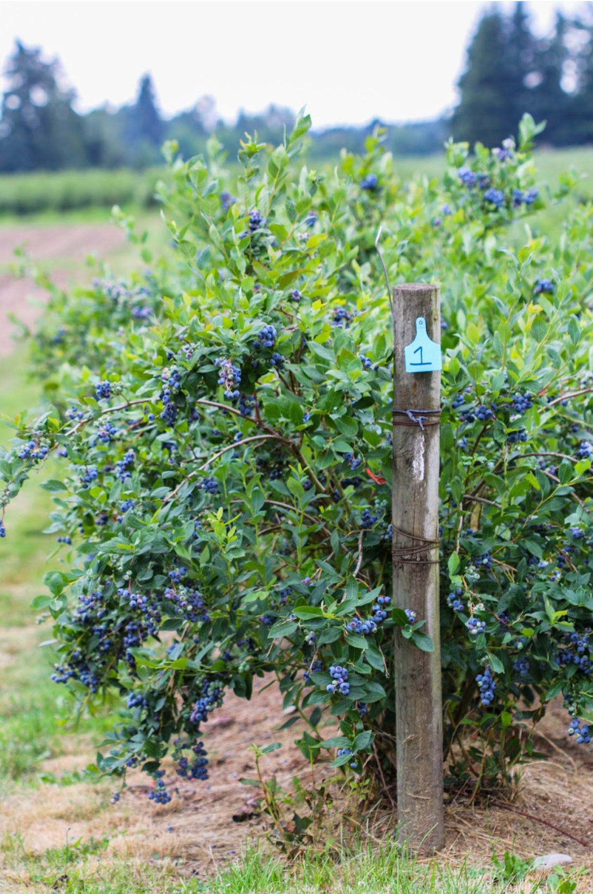 Krause Berry Farms & Estate Winery– Krause Farms Ltd