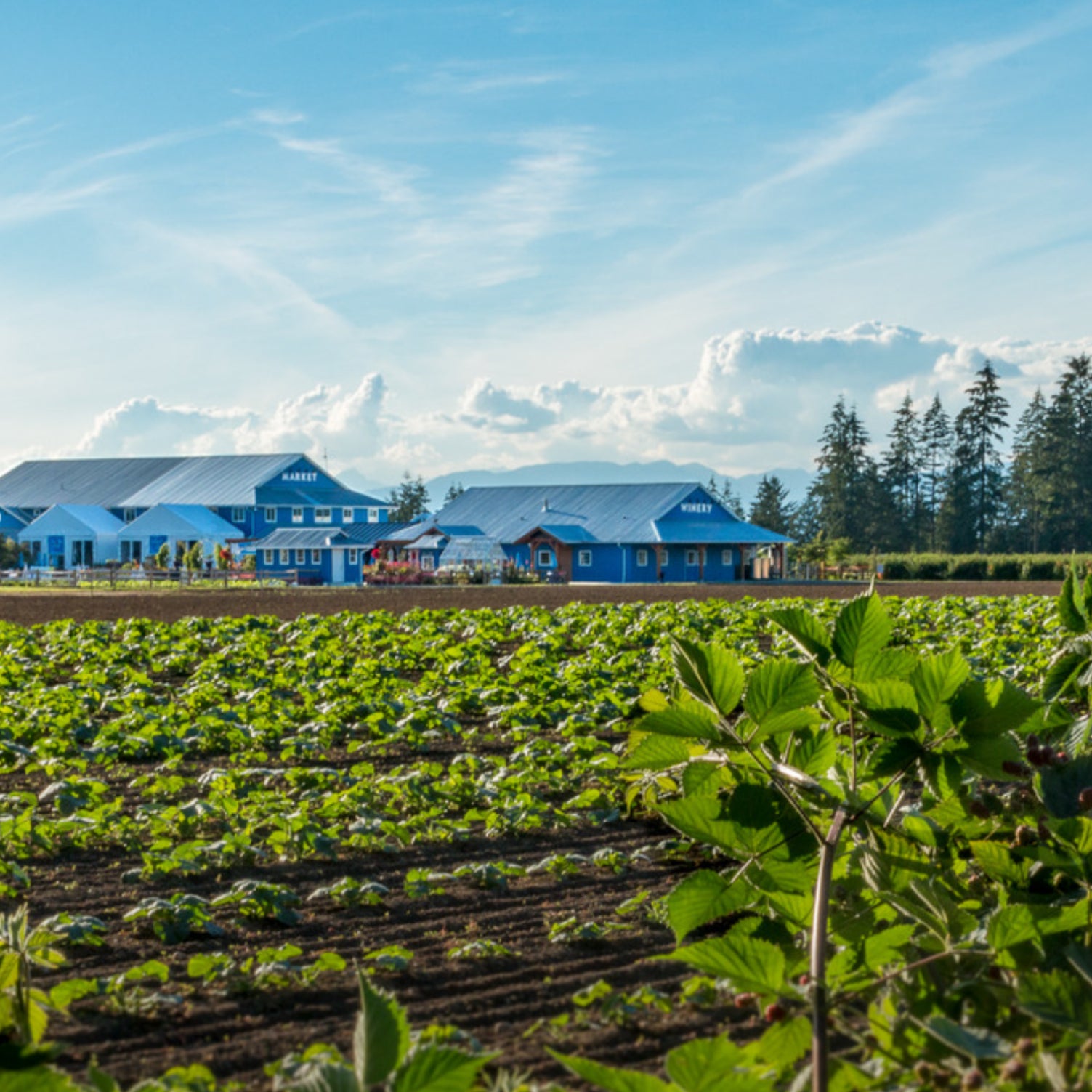 Krause Berry Farms & Estate Winery– Krause Farms Ltd